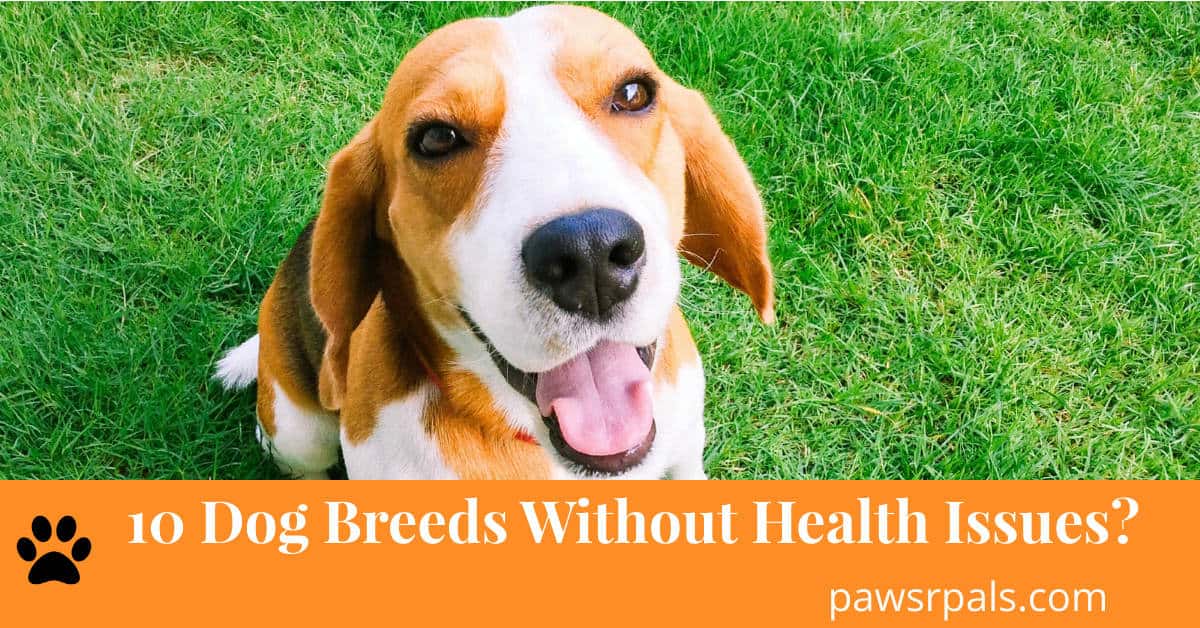 10 Dogs Without Health Issues - Is Your Dog on The List? - Paws R Pals