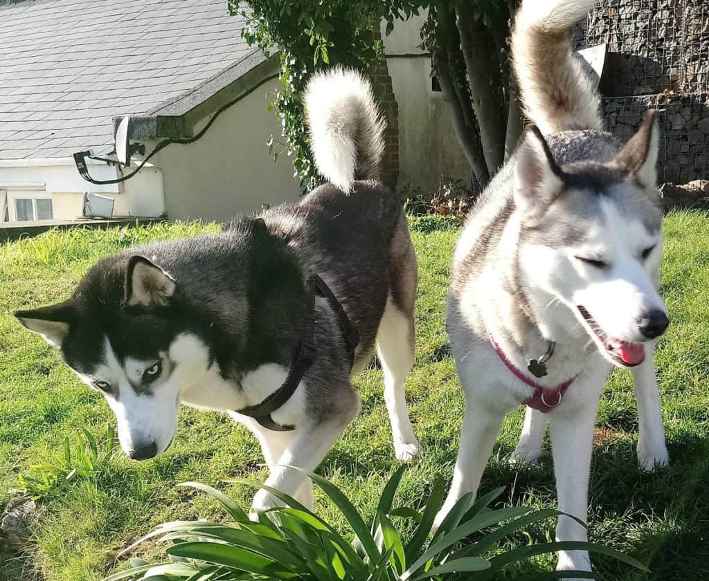 10 Dogs Without Health Issues - Is Your Dog on The List? - Paws R Pals