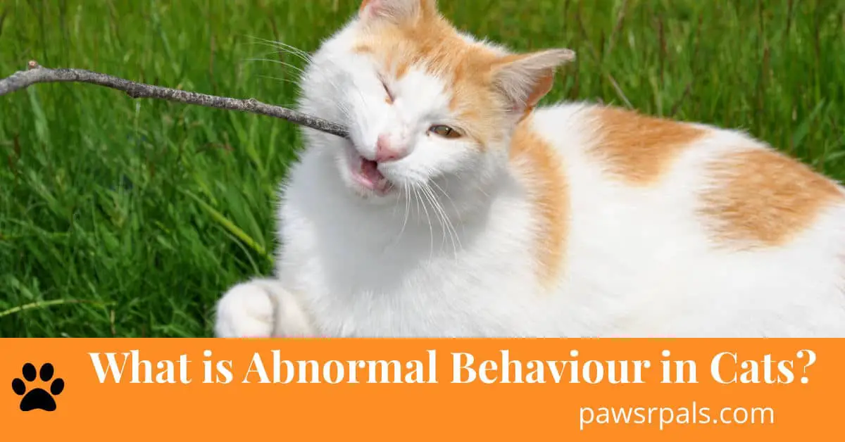 What Is Abnormal Behaviour In Cats And How You Can Help what-is-abnormal-behaviour-in-cats-and-how-you-can-help