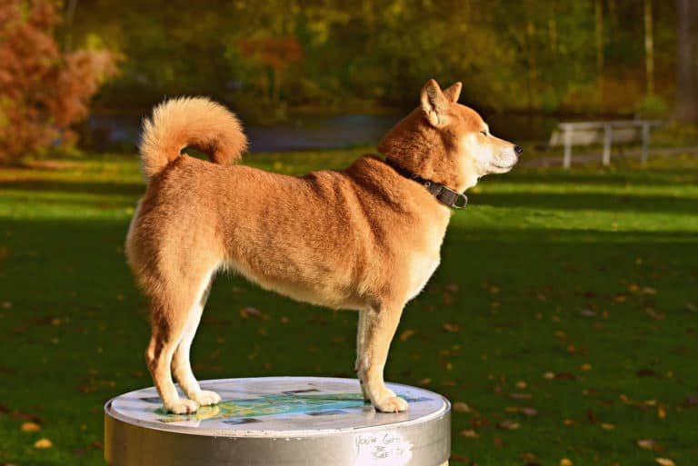 10 Dogs Without Health Issues - Is Your Dog on The List? - Paws R Pals