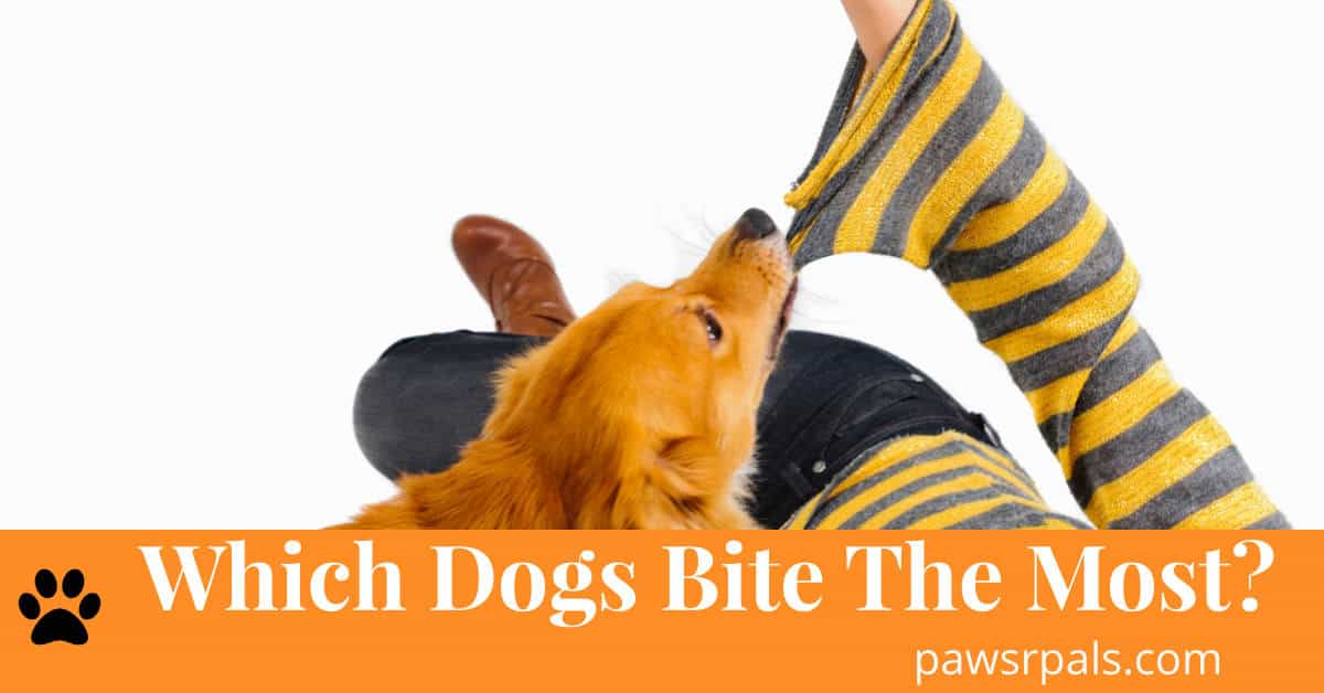 Which Dogs Bite The Most? - How to Prevent Dogs From Biting