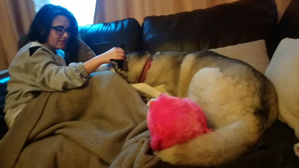 History of The Siberian Husky to Help Understand Their Traits