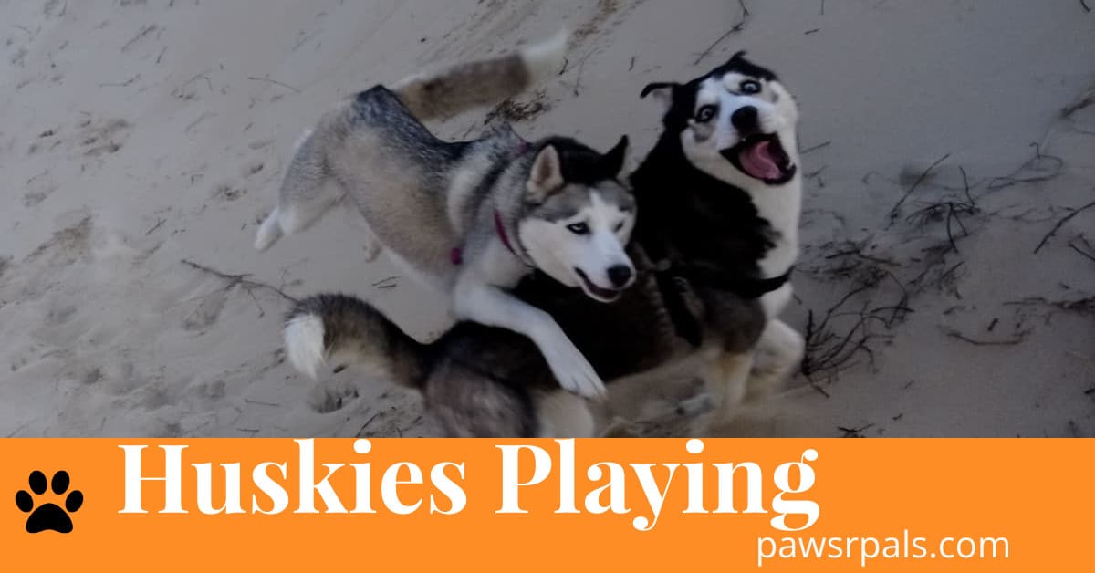 Husky Play - Learn How Huskies Play - Paws R Pals