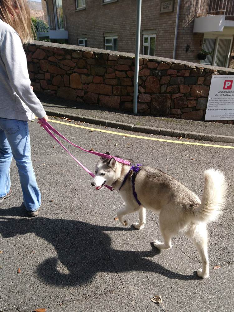 History of The Siberian Husky to Help Understand Their Traits