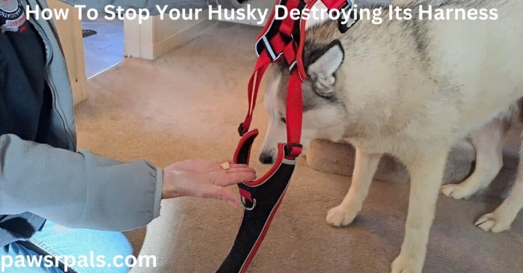 How To Stop Husky From Destroying