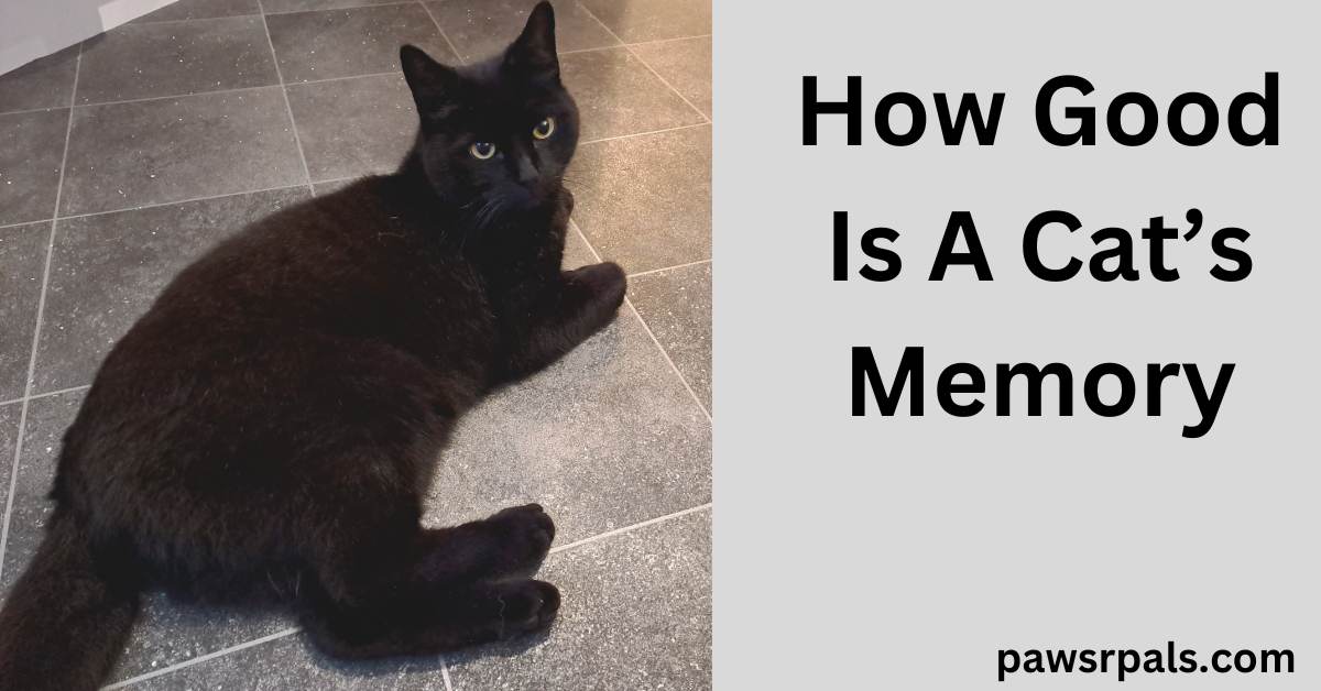 How Good Is a Cat's Memory? - Paws R Pals