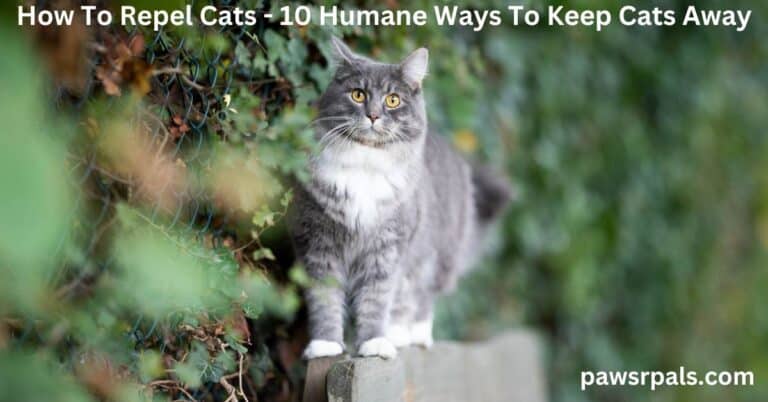 How To Repel Cats: 10 Humane Ways To Keep Them Away - Paws R Pals