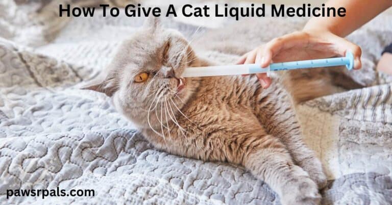 How to Give a Cat Liquid Medicine - Paws R Pals