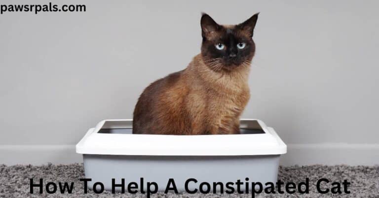 How To Help A Constipated Cat - Paws R Pals