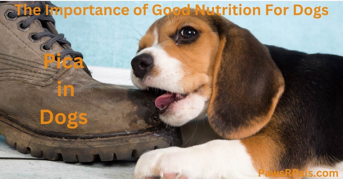 The Importance of Good Nutrition For Dogs - Paws R Pals