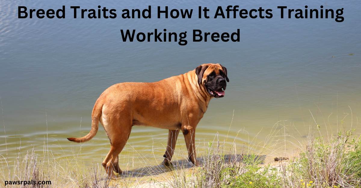 Dog Breed Traits and How It Affects Training - Paws R Pals
