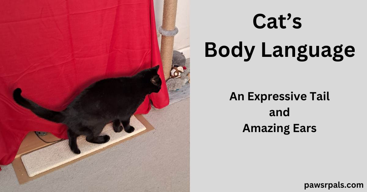 Understanding Cat Communication - Paws R Pals