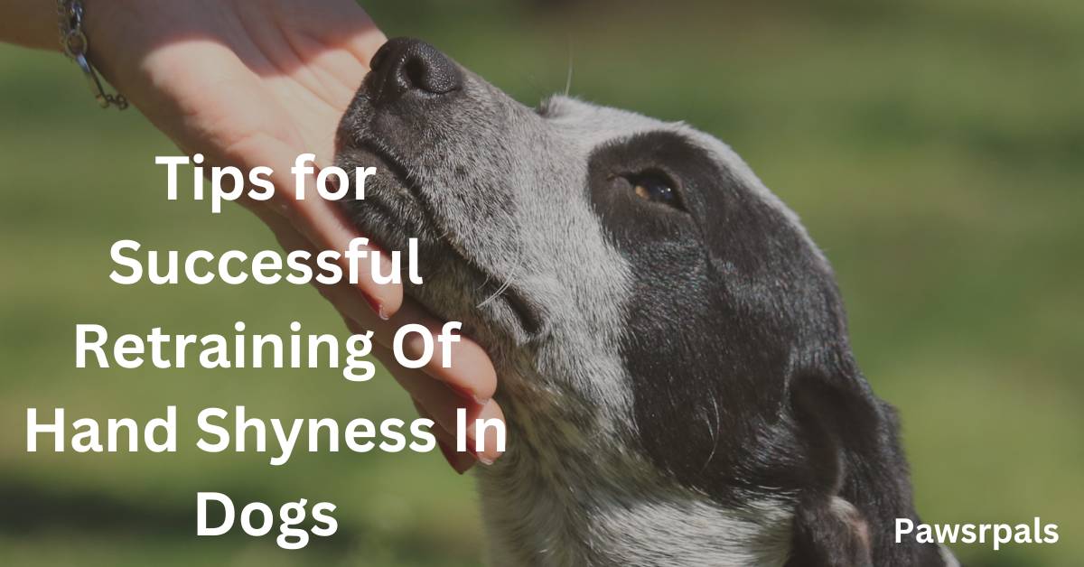 Curing Hand Shyness In Dogs - Paws R Pals