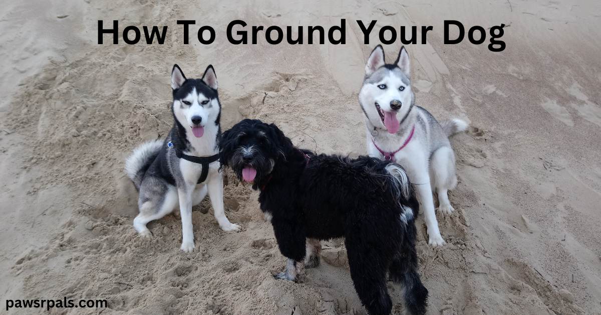 You're Grounded! What is Grounding for Dogs - Paws R Pals