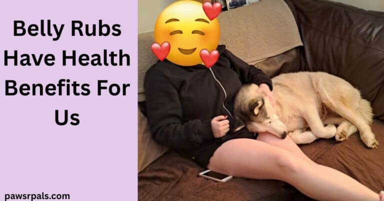 Why Do Dogs Love Belly Rubs? The Science Will Warm Your Heart - Paws R Pals